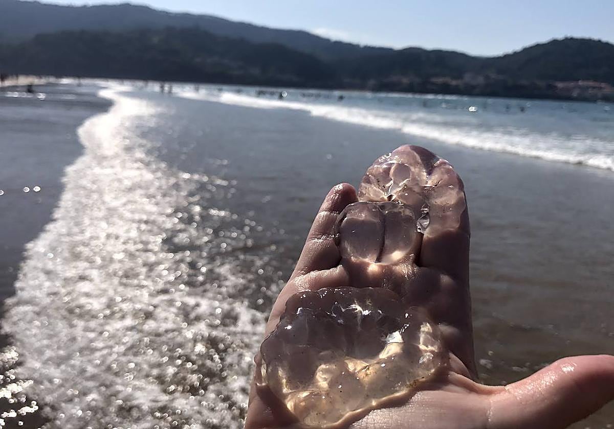Inquietud en la playa de Laida por la aparición de una especie similar a las medusas | El Correo